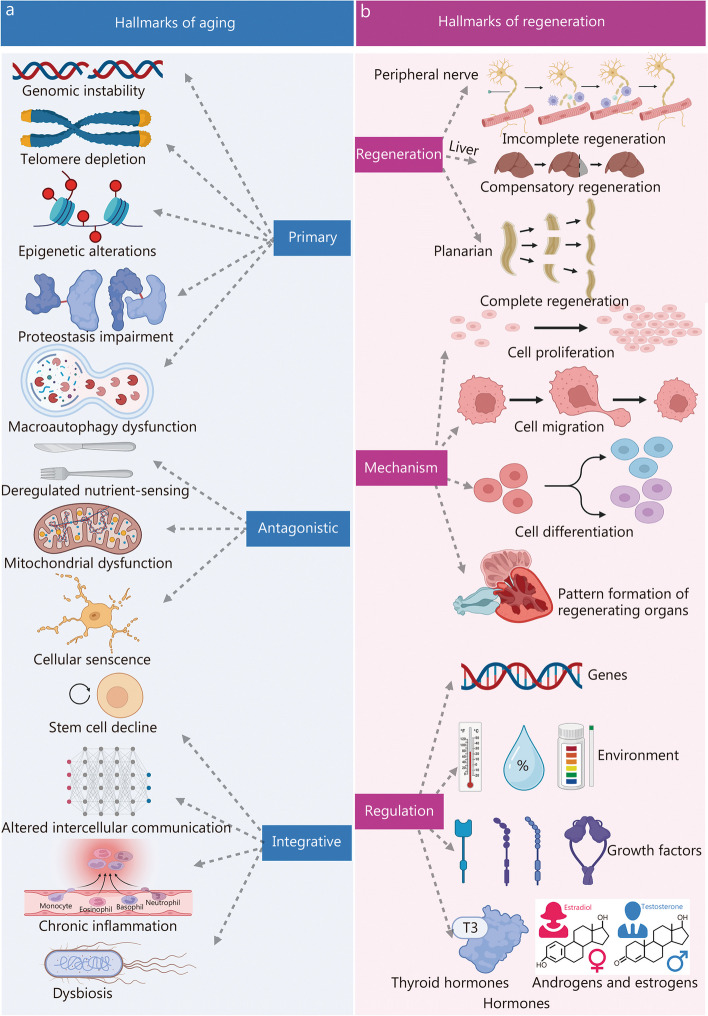 Spatiotemporal multi-omics: exploring molecular landscapes in aging and regenerative medicine - PMC