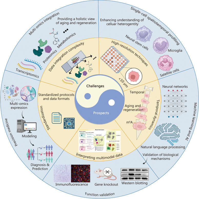 Spatiotemporal multi-omics: exploring molecular landscapes in aging and regenerative medicine - PMC
