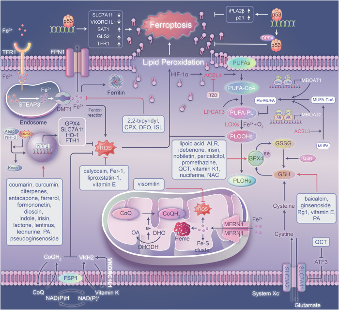 Emerging significance and therapeutic targets of ferroptosis: a potential avenue for human ...