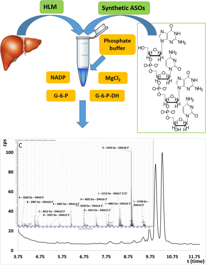 Studying in vitro metabolism of the first and second generation of antisense oligonucleotides ...