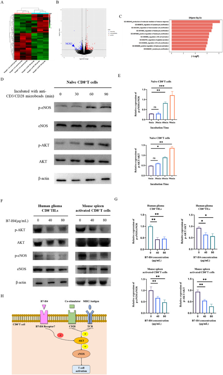 B7-H4 reduces the infiltration of CD8+T cells and induces their anti ...