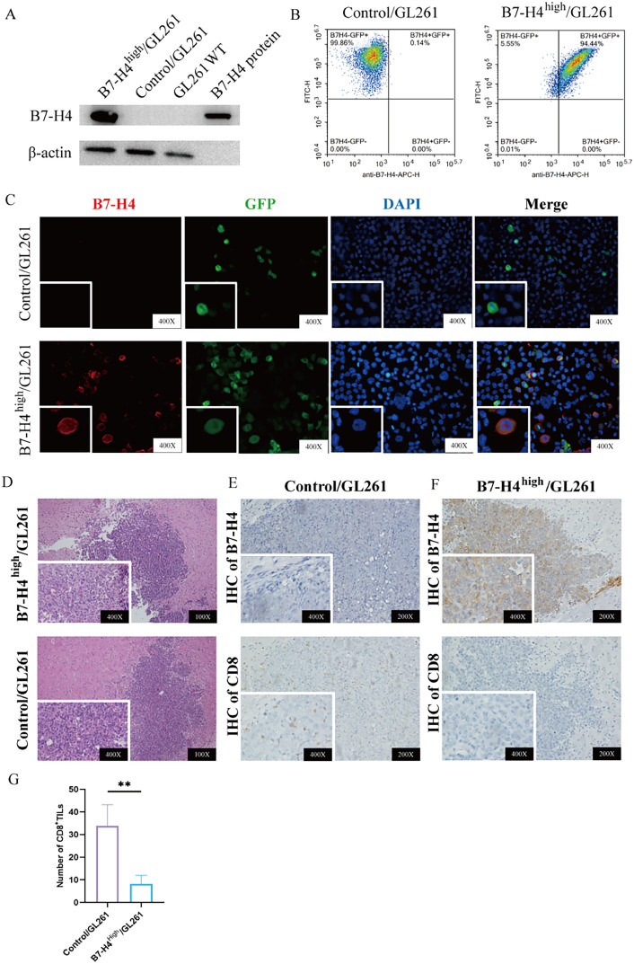 B7-H4 reduces the infiltration of CD8+T cells and induces their anti ...