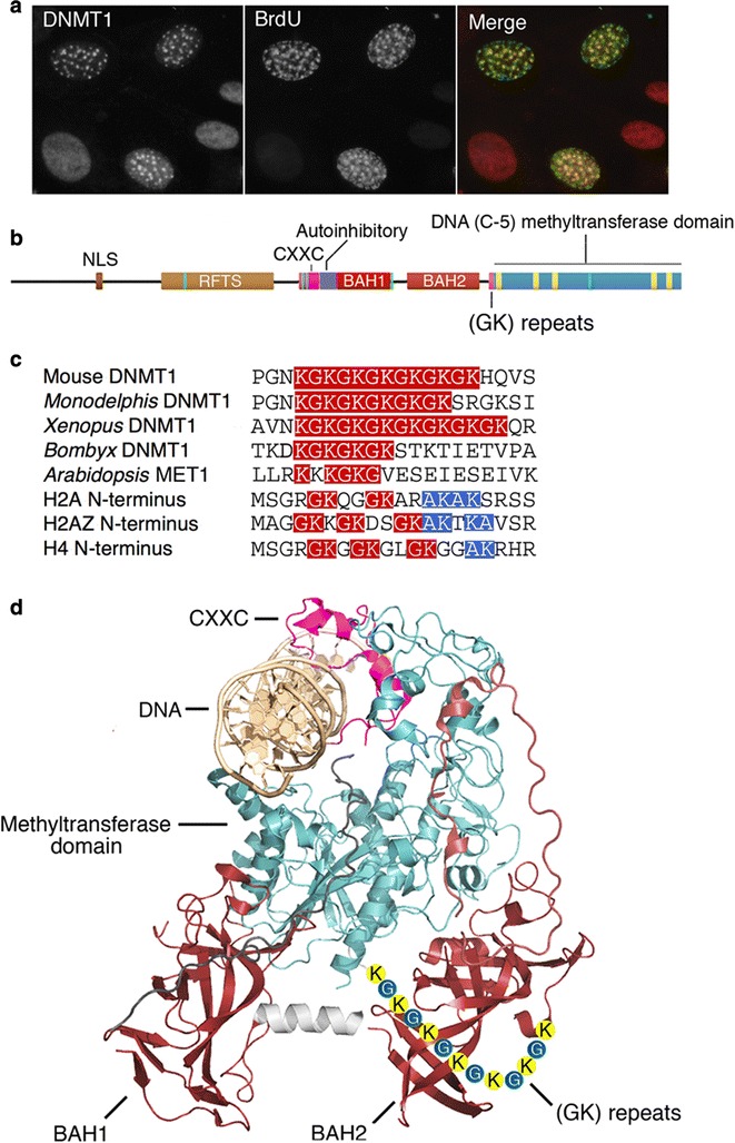 Independent functions of DNMT1 and USP7 at replication foci - PMC