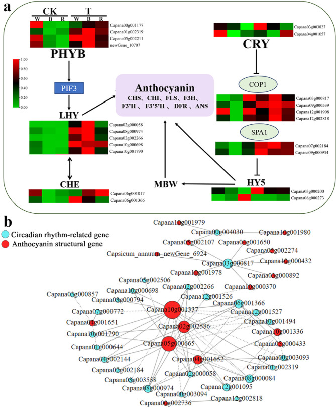 Integrated transcriptome and metabolome analysis reveals anthocyanin biosynthesis mechanisms in ...