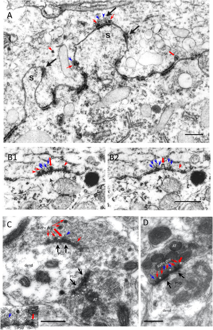 Neuropeptides and small-molecule amine transmitters: cooperative signaling in the nervous system ...