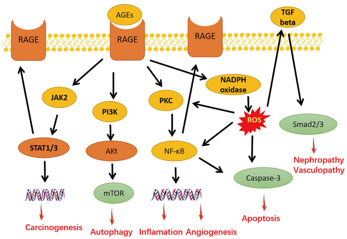 Advanced Glycation End Products In Diabetic Retinopathy And Phytochemical Therapy Pmc