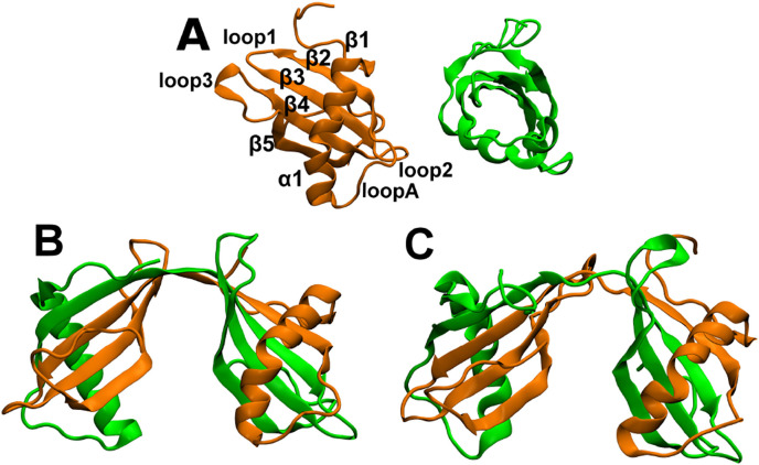 Understanding protein domain-swapping using structure-based models of protein folding - PMC