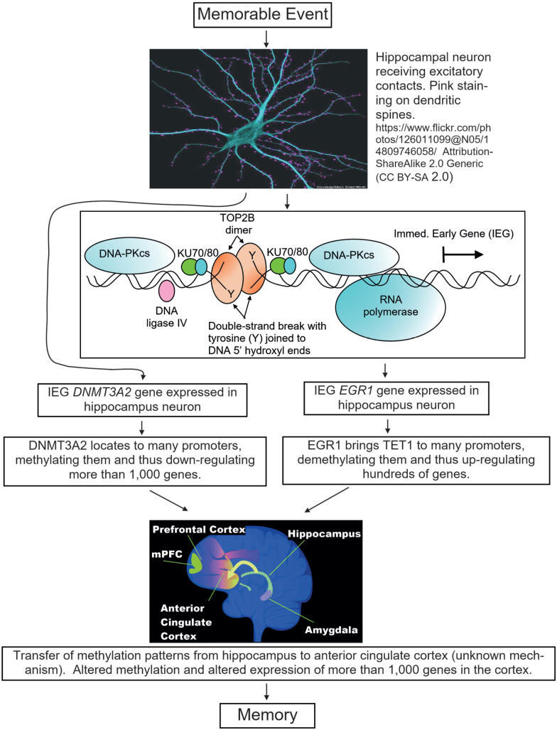 Figure 10.