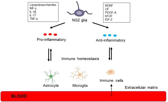 Roles of NG2 Glia in Cerebral Small Vessel Disease - PMC