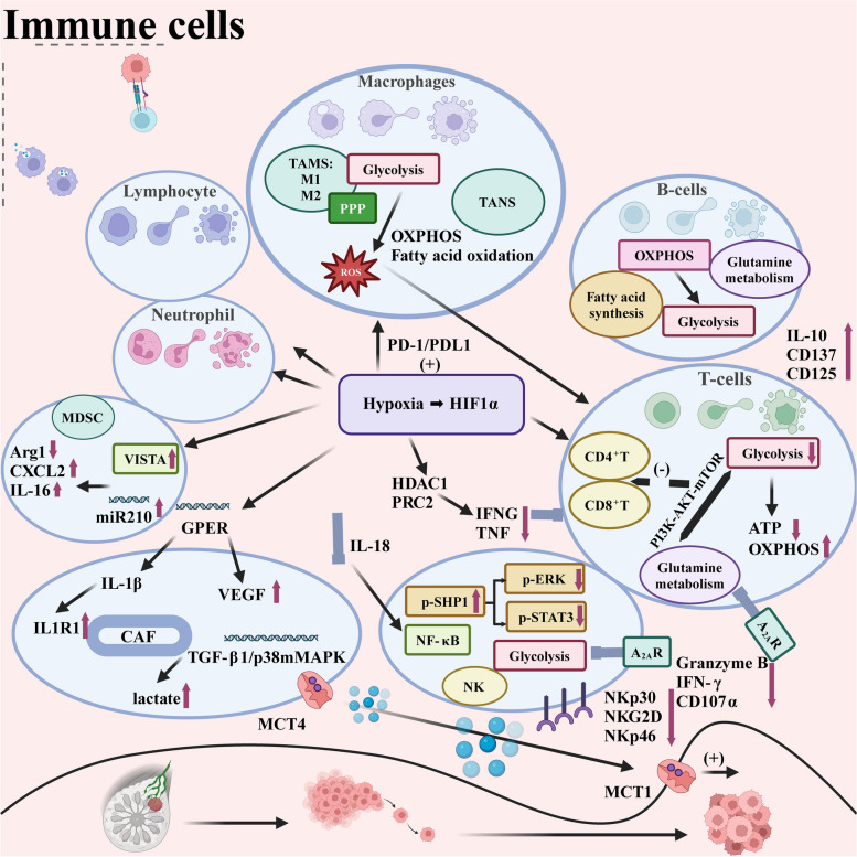 Metabolic reprogramming and therapeutic resistance in primary and metastatic breast cancer - PMC
