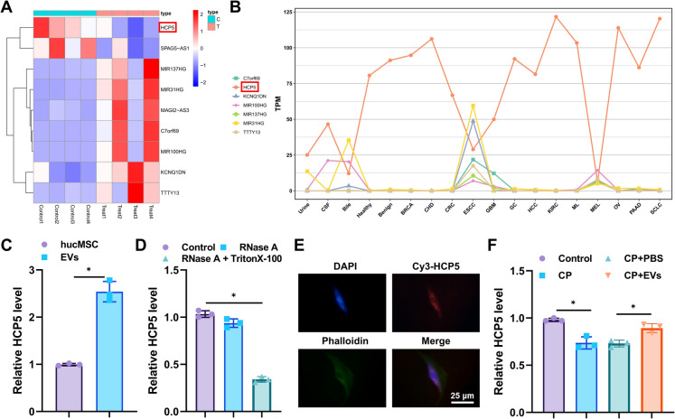 Mitigating chemotherapy-induced granulosa cell damage: role of hUCMSC-EVs in regulating the ...