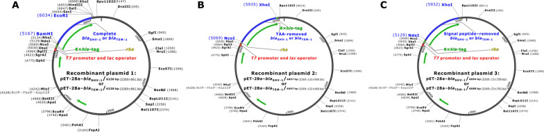 Expression and purification of soluble recombinant β-lactamases using ...