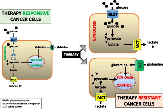 Reprogramming Tumor-Immune Cell Interface in Solid and Hematological ...