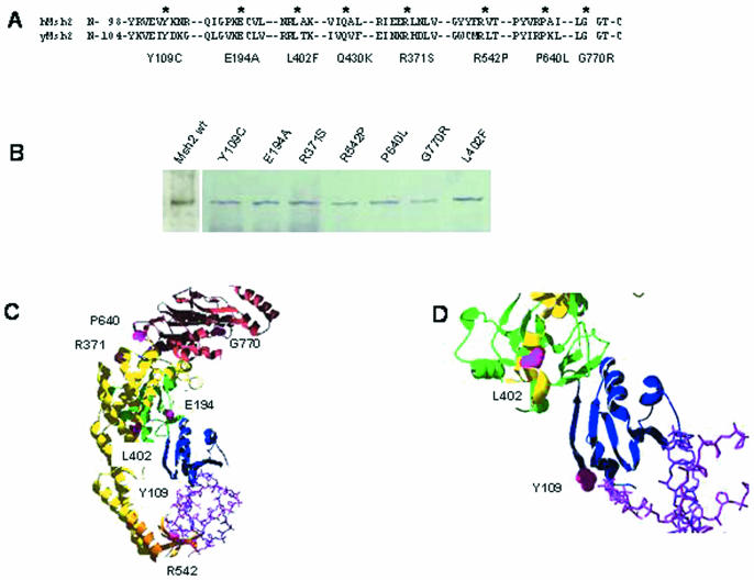 MSH2 missense mutations alter cisplatin cytotoxicity and promote cisplatin-induced genome ...