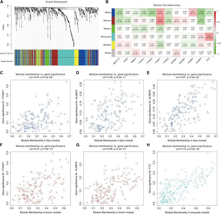 Comprehensive analysis of N6-methylandenosine regulators and m6A-related RNAs as prognosis ...