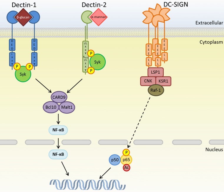 Pattern recognition receptors in antifungal immunity - PMC