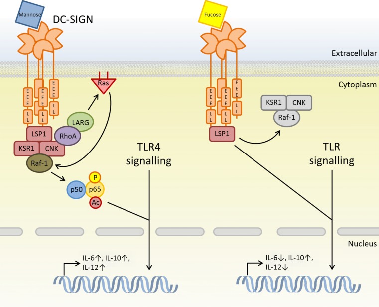 Pattern recognition receptors in antifungal immunity - PMC