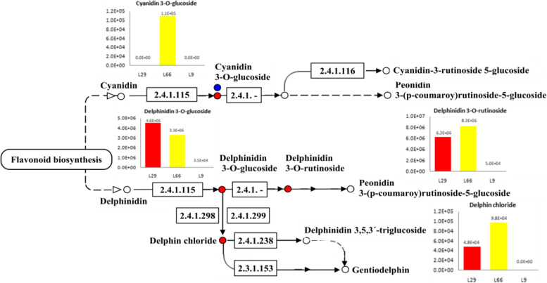Anthocyanins accumulation analysis of correlated genes by metabolome and transcriptome in green ...