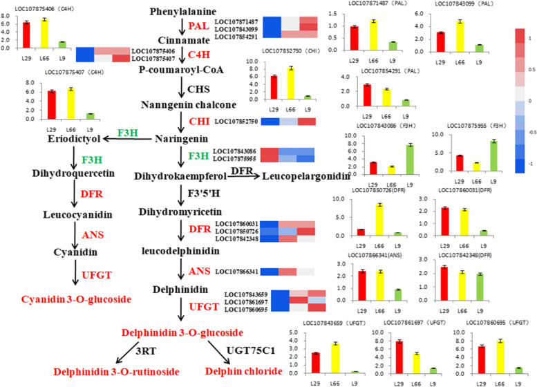 Anthocyanins accumulation analysis of correlated genes by metabolome and transcriptome in green ...