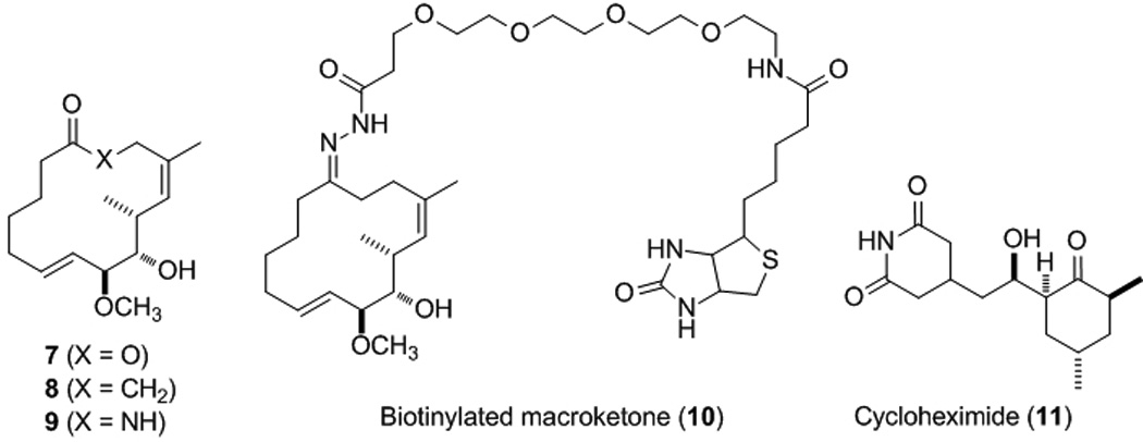 Multifaceted Modes Of Action For The Glutarimide Containing Polyketides