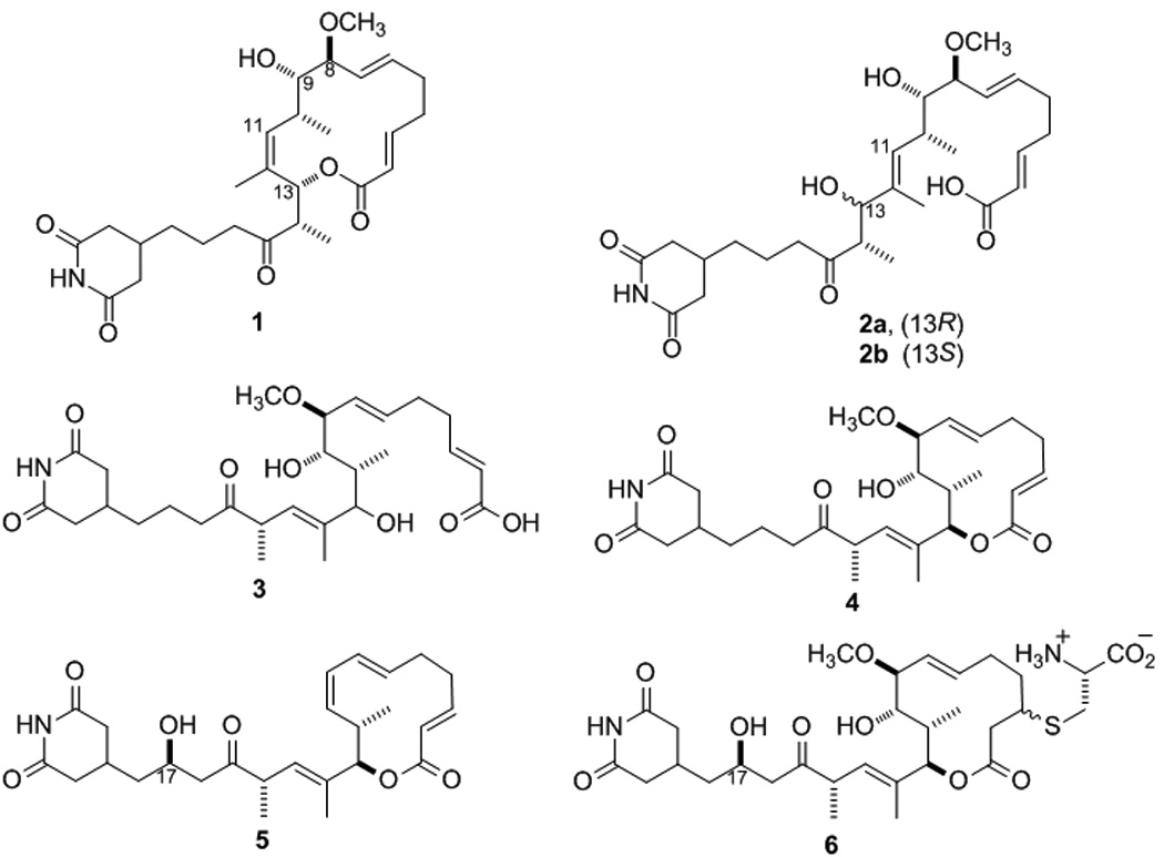 Multifaceted Modes Of Action For The Glutarimide Containing Polyketides