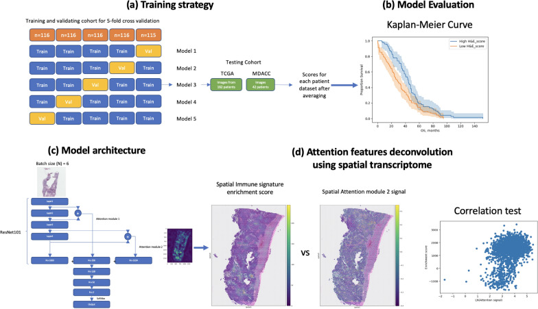 Spatial transcriptome reveals histology-correlated immune signature learnt by deep learning ...