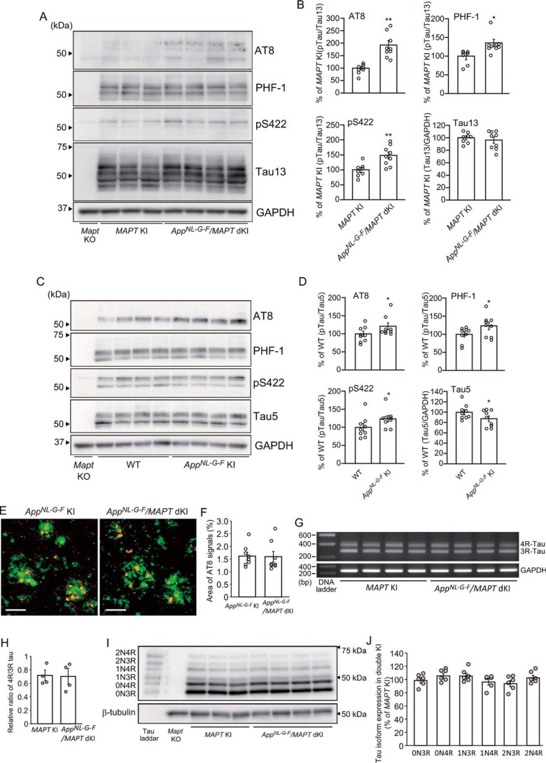 Humanization Of The Entire Murine Mapt Gene Provides A Murine Model Of
