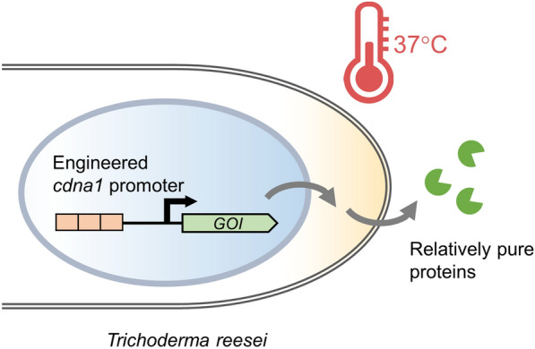 Genetic engineering and raising temperature enhance recombinant protein production with the ...