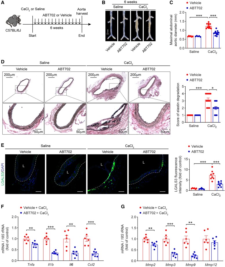 Adenosine kinase inhibition protects mice from abdominal aortic aneurysm via epigenetic ...