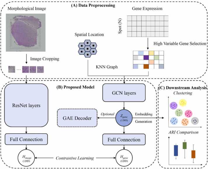 A contrastive learning approach to integrate spatial transcriptomics ...