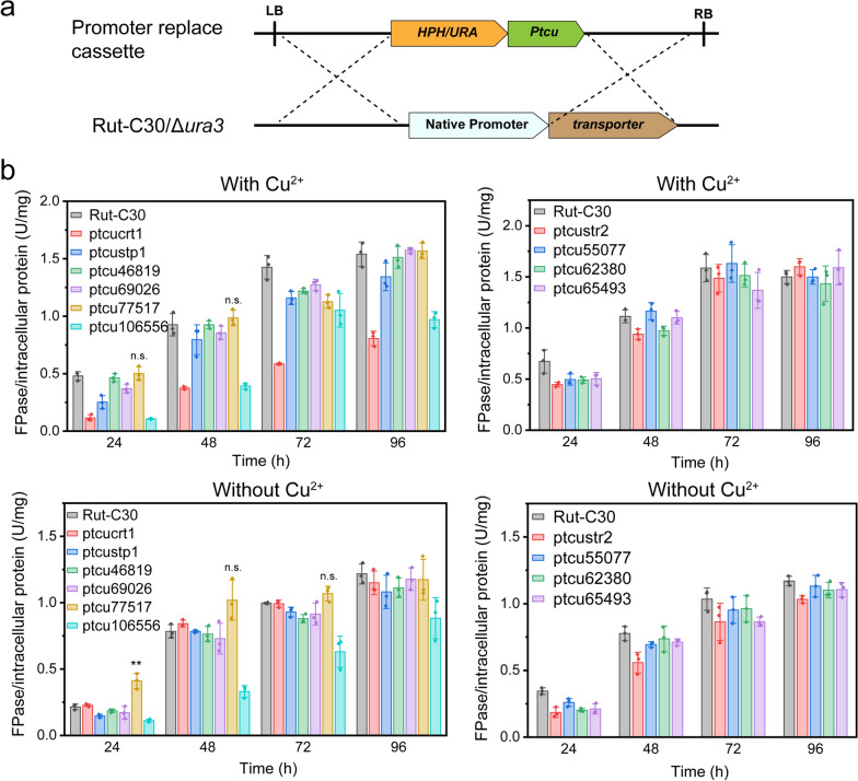 Role of cellulose response transporter-like protein CRT2 in cellulase induction in Trichoderma ...