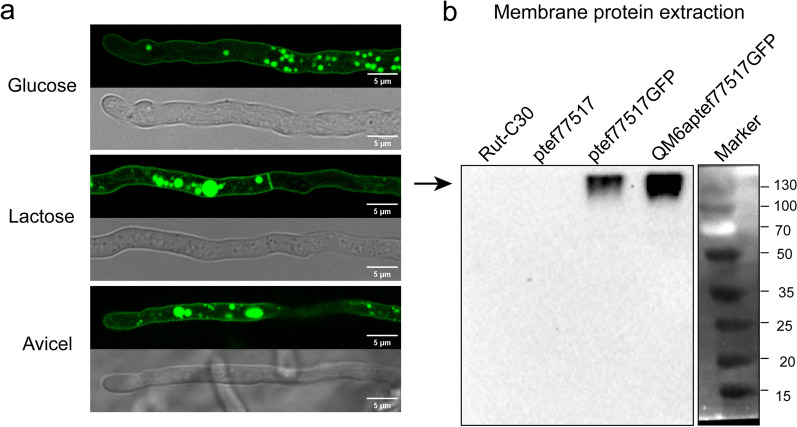 Role of cellulose response transporter-like protein CRT2 in cellulase induction in Trichoderma ...