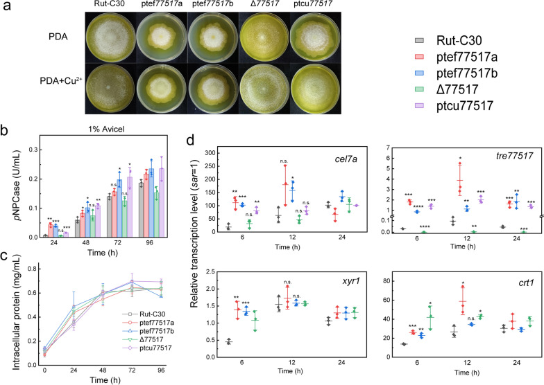 Role of cellulose response transporter-like protein CRT2 in cellulase induction in Trichoderma ...
