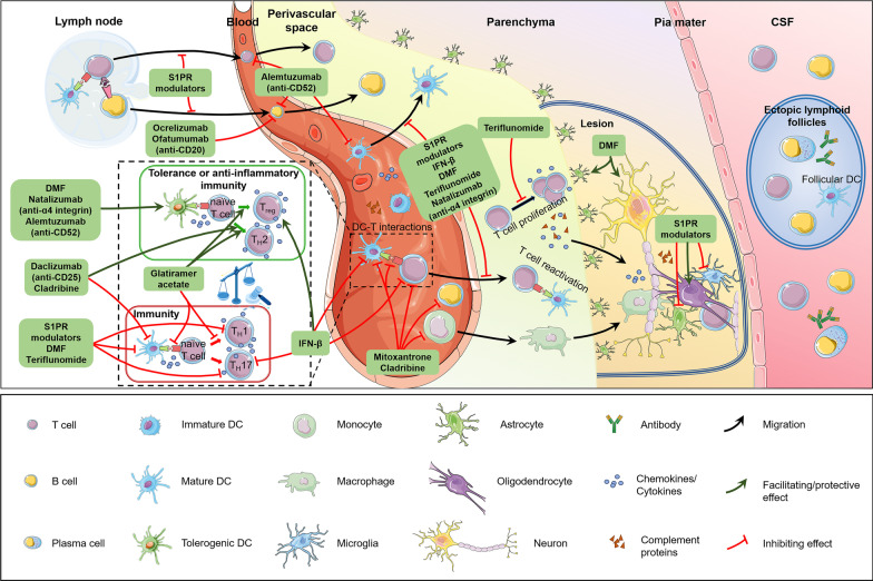 Impact of disease-modifying therapy on dendritic cells and exploring their immunotherapeutic ...