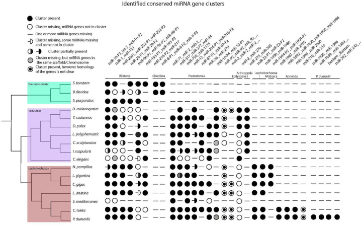 A genome resource for the marine annelid Platynereis dumerilii - PMC