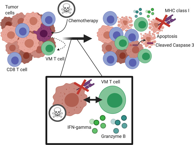 Chemotherapy brings virtual memory T cells into reality for cancer ...