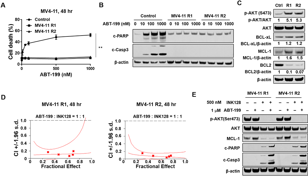 Dual mTORC1/2 inhibition synergistically enhances AML cell death in combination with the BCL2 ...