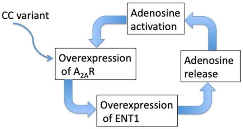 Adenosine and the Cardiovascular System: The Good and the Bad - PMC