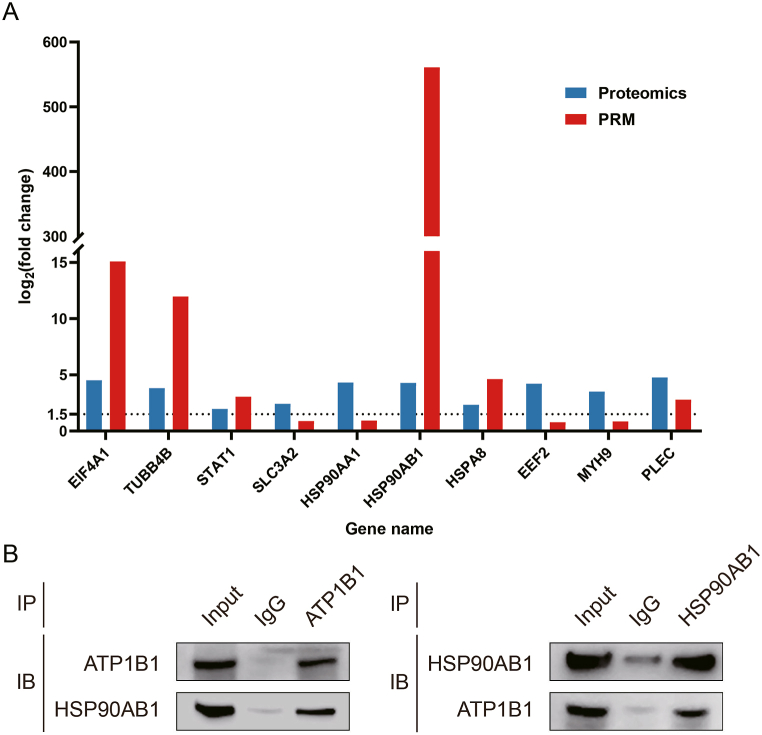 Protein interactome analysis of ATP1B1 in alveolar epithelial cells using Co-Immunoprecipitation ...