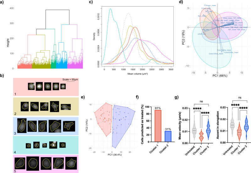 The CellPhe toolkit for cell phenotyping using time-lapse imaging and pattern recognition - PMC