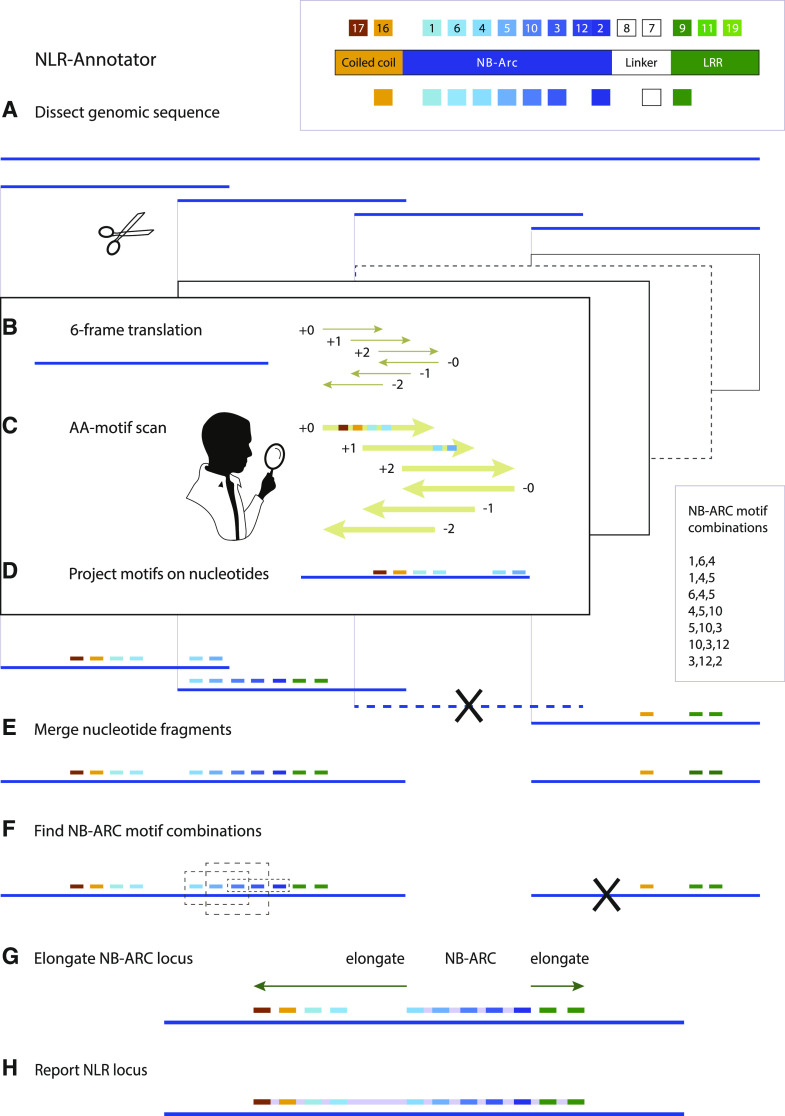 The NLR-Annotator Tool Enables Annotation of the Intracellular Immune Receptor Repertoire - PMC
