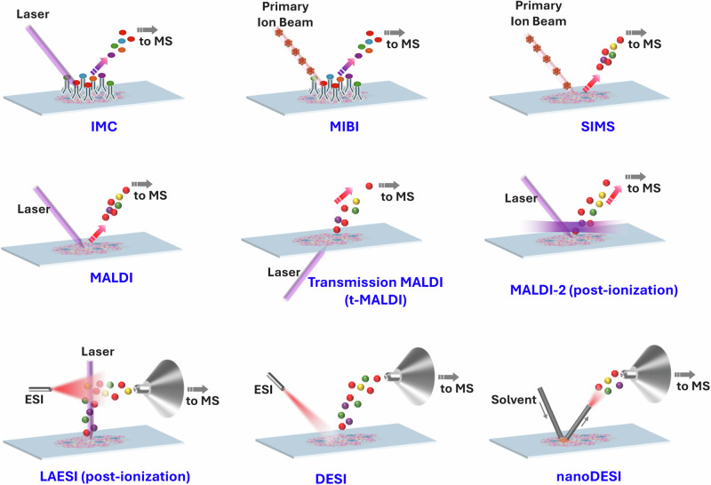 Mass spectrometry imaging for spatially resolved multi-omics molecular mapping - PMC