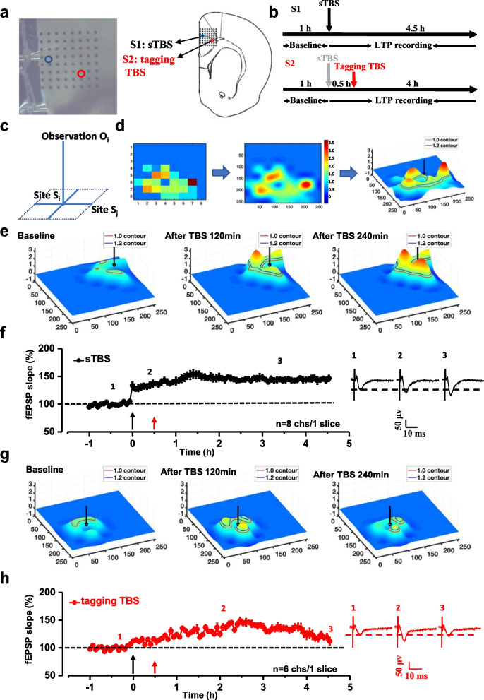 Age-related attenuation of cortical synaptic tagging in the ACC is rescued by BDNF or a TrkB ...