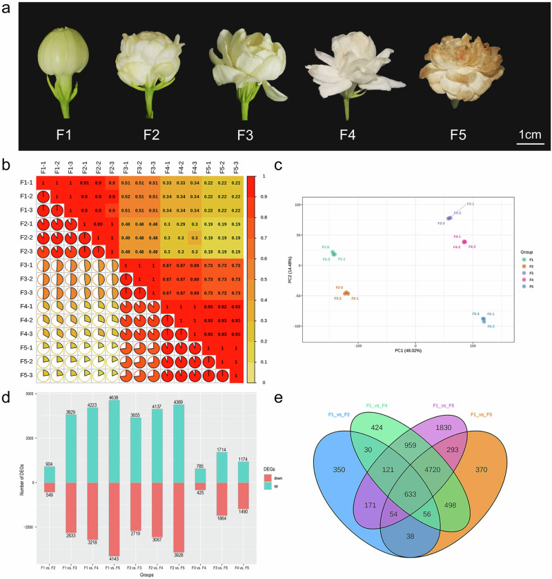 Integrated multi-omics analysis unravels the floral scent characteristics and regulation in ...