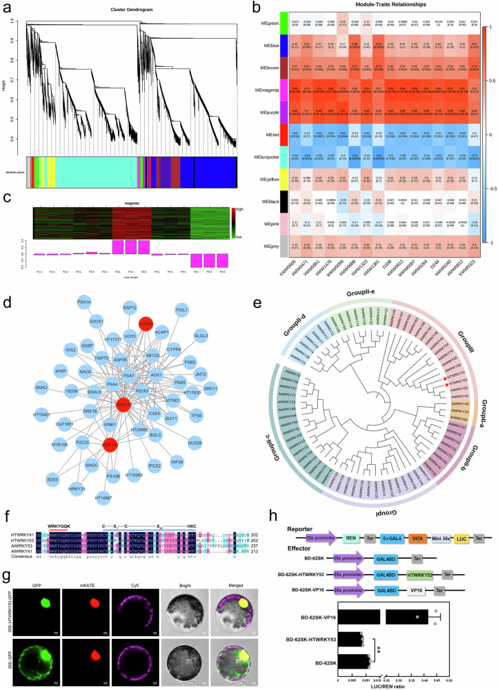 Integrated multi-omics analysis unravels the floral scent characteristics and regulation in ...