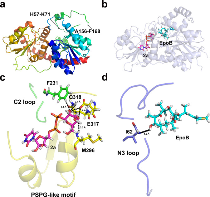 Docking-guided rational engineering of a macrolide glycosyltransferase ...