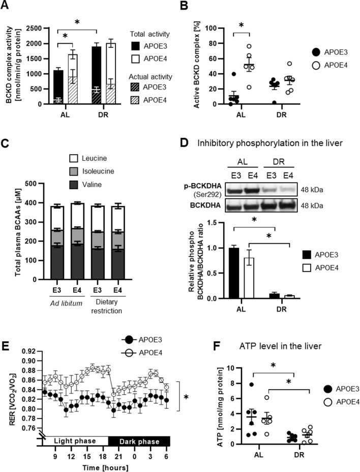 The mitochondrial BCKD complex interacts with hepatic apolipoprotein E in cultured cells in ...