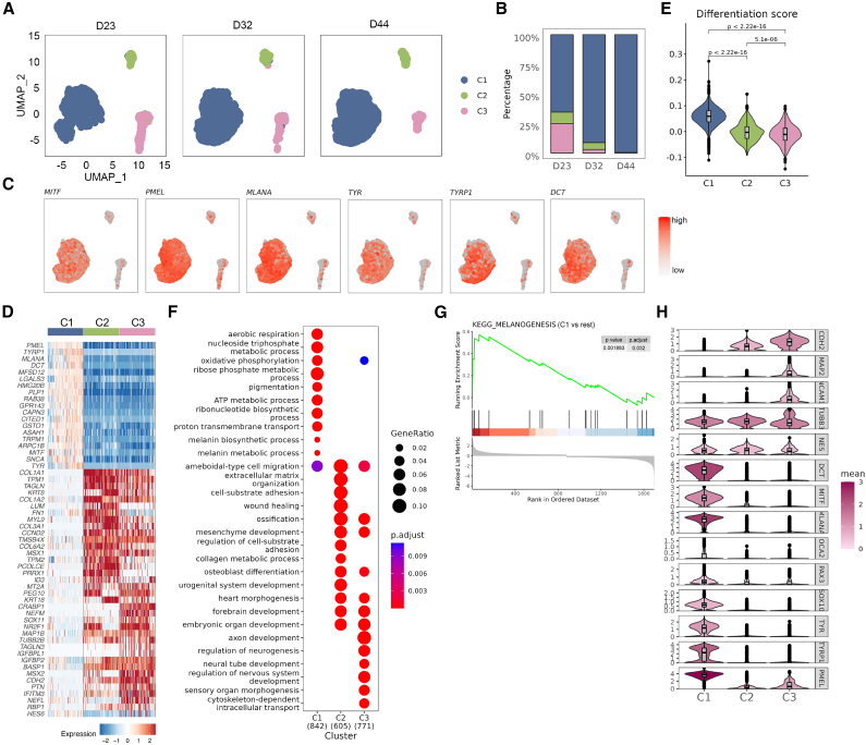 Insights into human melanocyte development and characteristics through ...