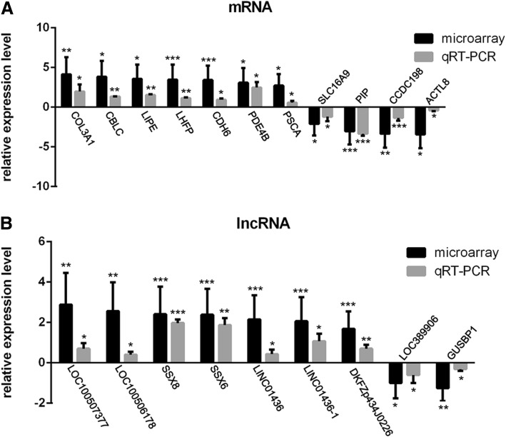 Overlapping and unique roles played by ROCK1 and 2 in the modulation of coding and long ...