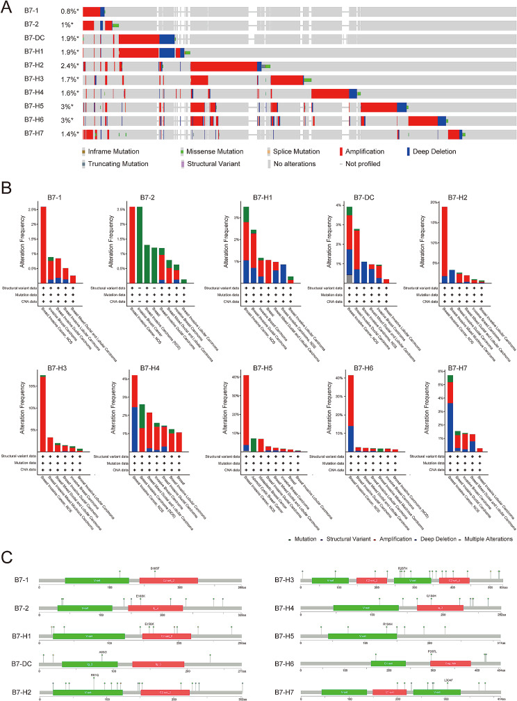 Comprehensive characterization of B7 family members in breast cancer ...